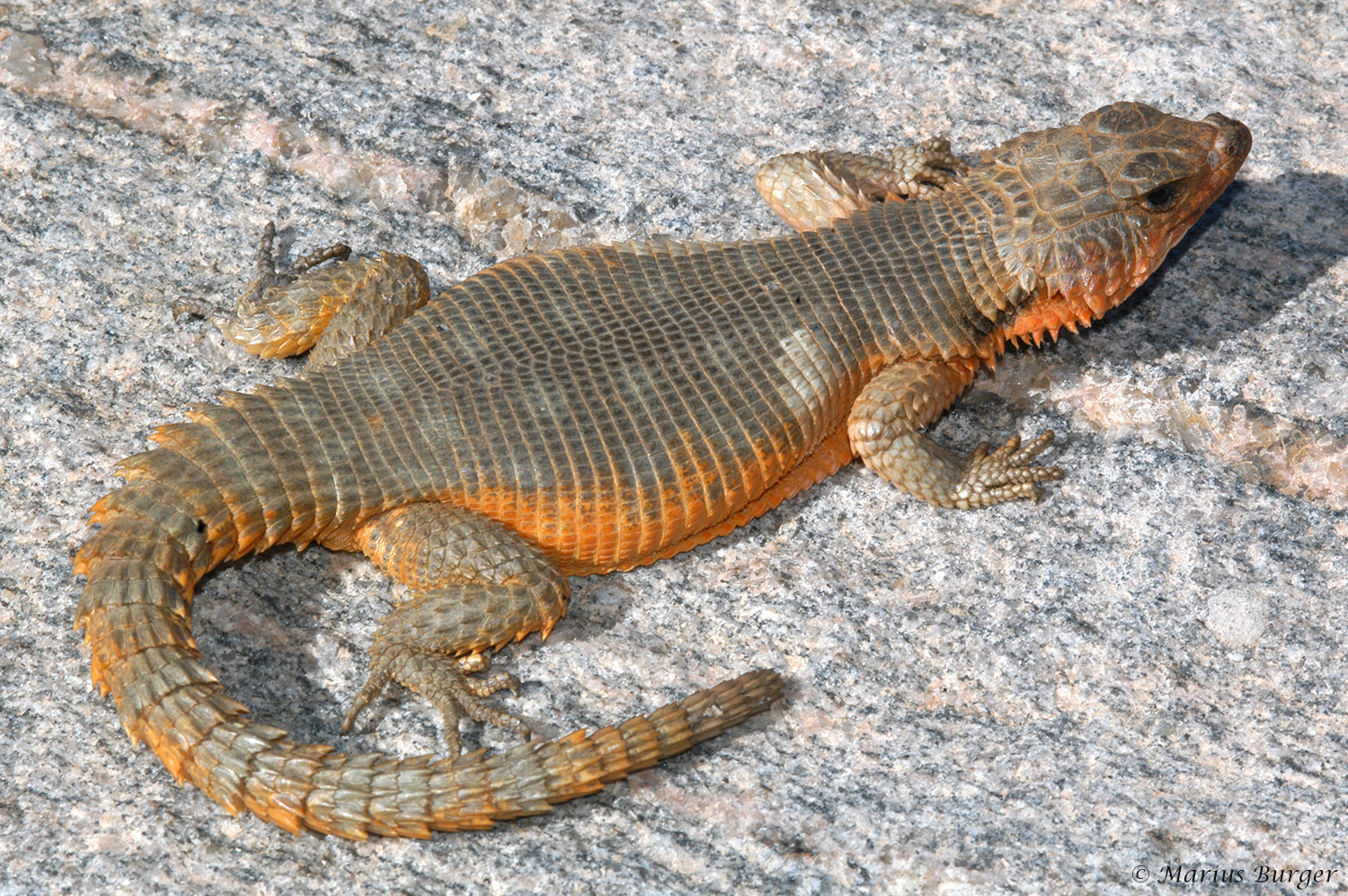Karoo Girdled Lizard (Karusasaurus polyzonus) - Johan Marais