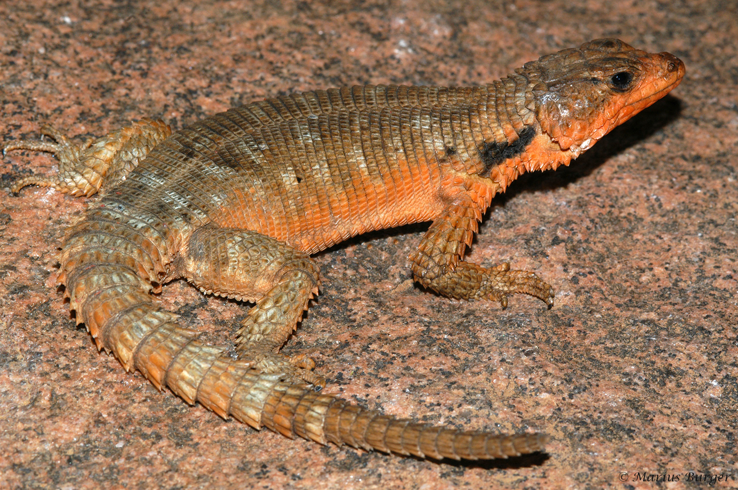 Karoo Girdled Lizard (Karusasaurus polyzonus) - Johan Marais