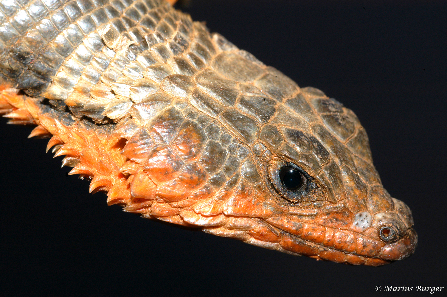Karoo Girdled Lizard (Karusasaurus polyzonus) - Johan Marais