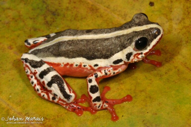 Frog Species - Johan Marais
