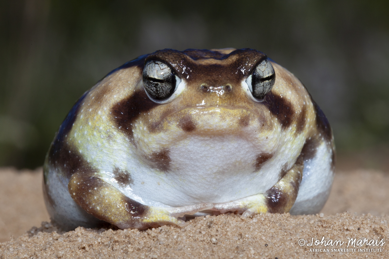 Namaqua Rain Frog (Breviceps namaquensis) - Johan Marais