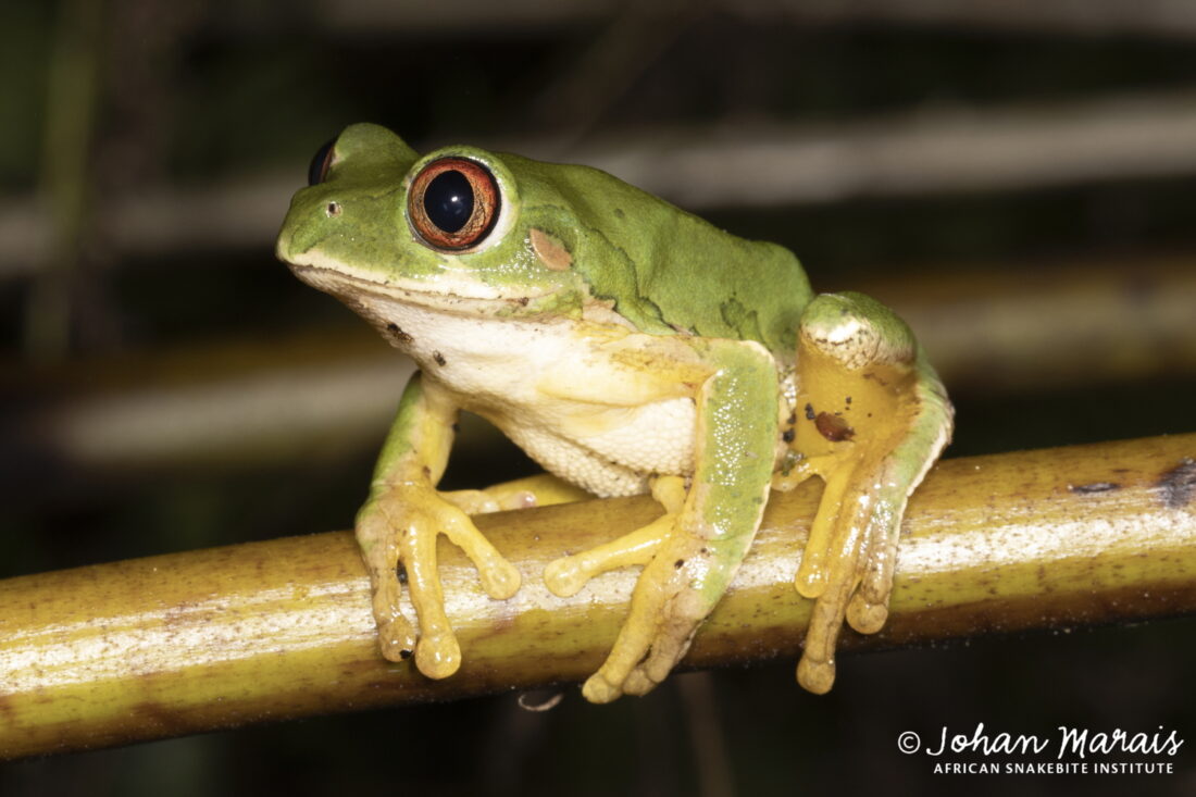 Frog Species - Johan Marais