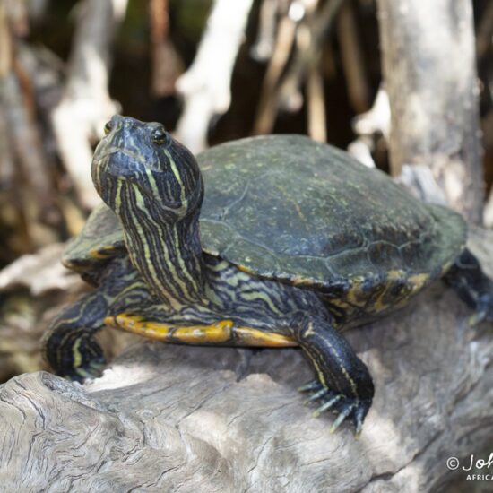 Terrapin Species - Johan Marais