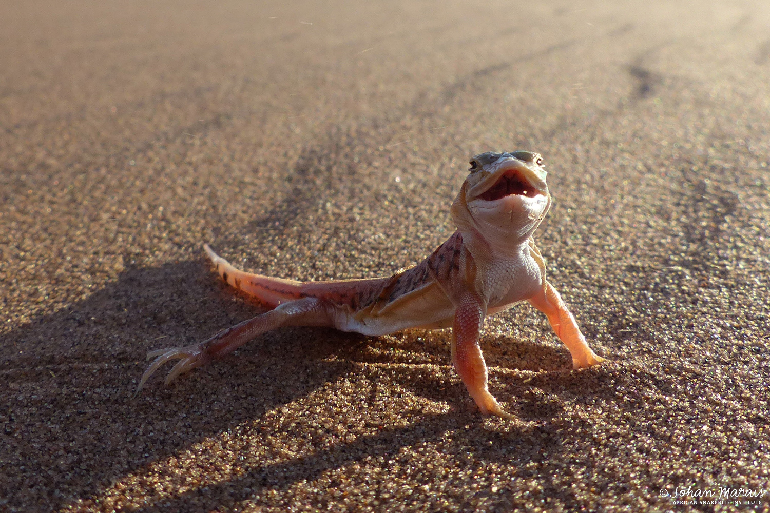 Shovel-snouted Lizard (Meroles anchietae) - Johan Marais