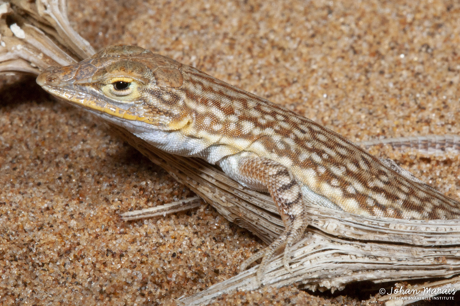 Small-scaled Desert Lizard (Meroles micropholidotus) - Johan Marais
