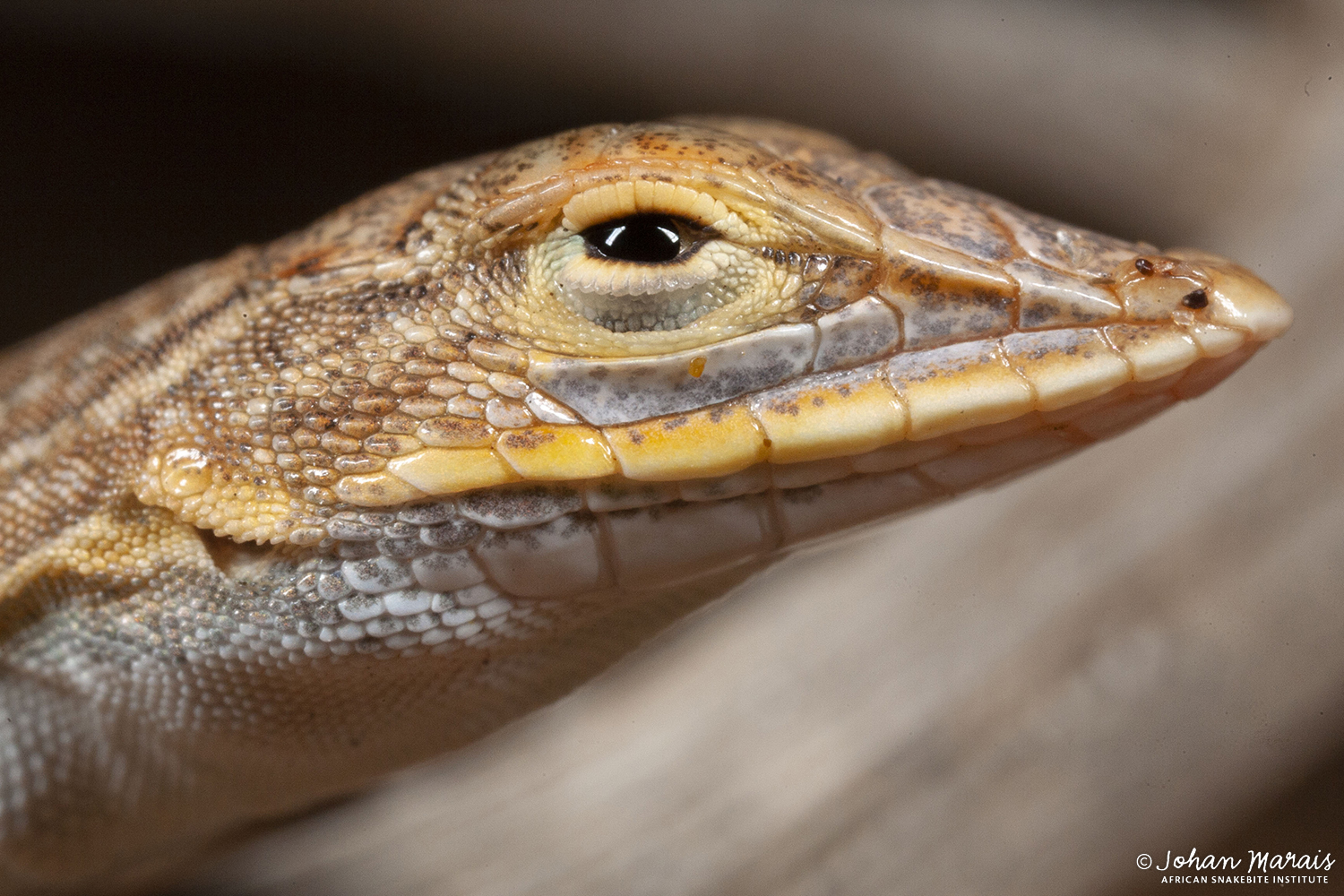 Small-scaled Desert Lizard (Meroles micropholidotus) - Johan Marais