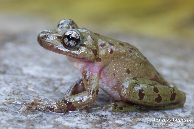 Frog Species - Johan Marais