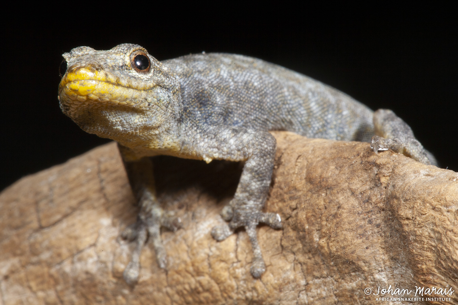 Soutpansberg Dwarf Gecko (Lygodactylus soutpansbergensis) - Johan Marais