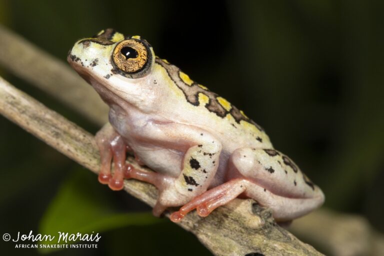 Frog Species - Johan Marais