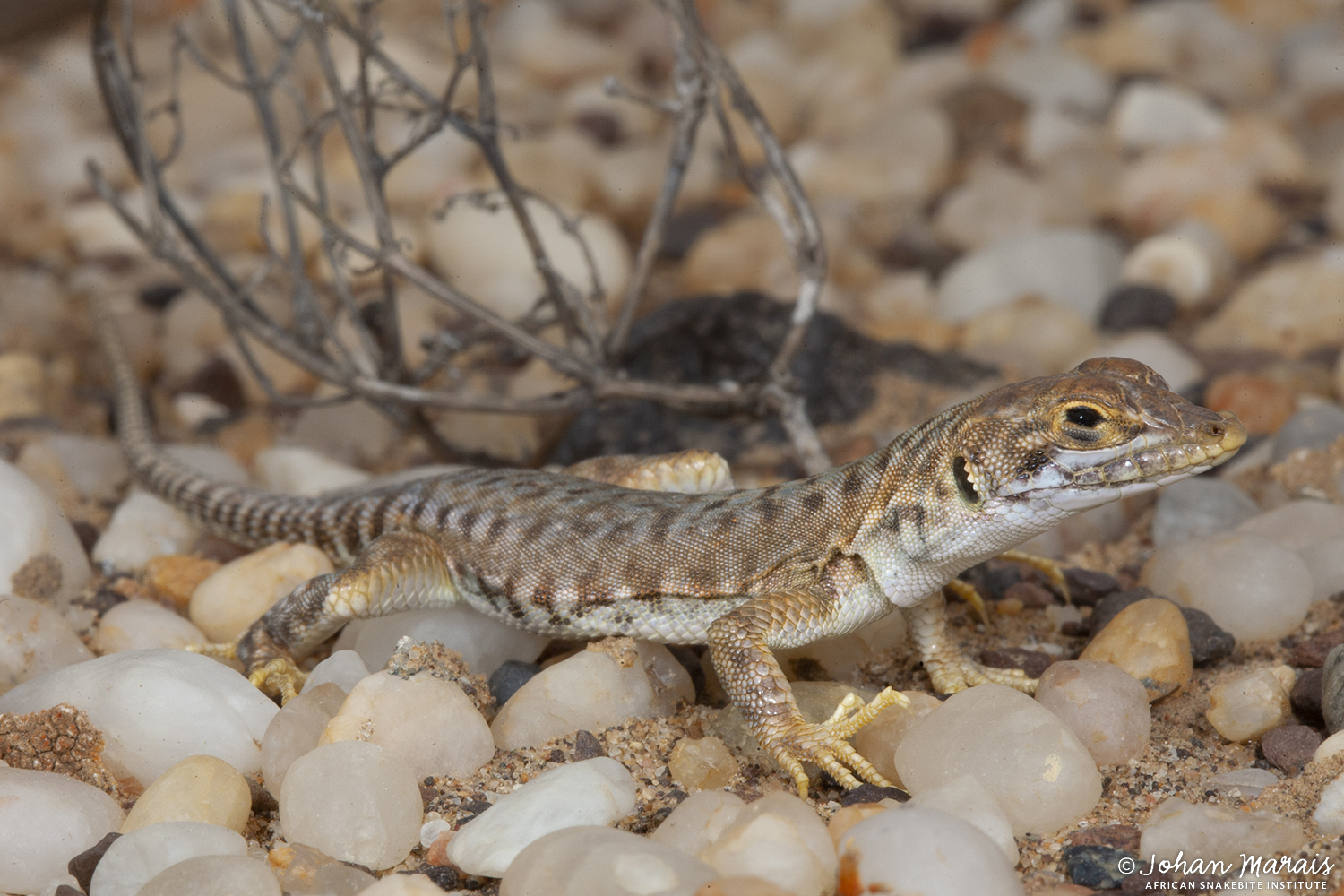 Spotted Desert Lizard (Meroles suborbitalis) - Johan Marais