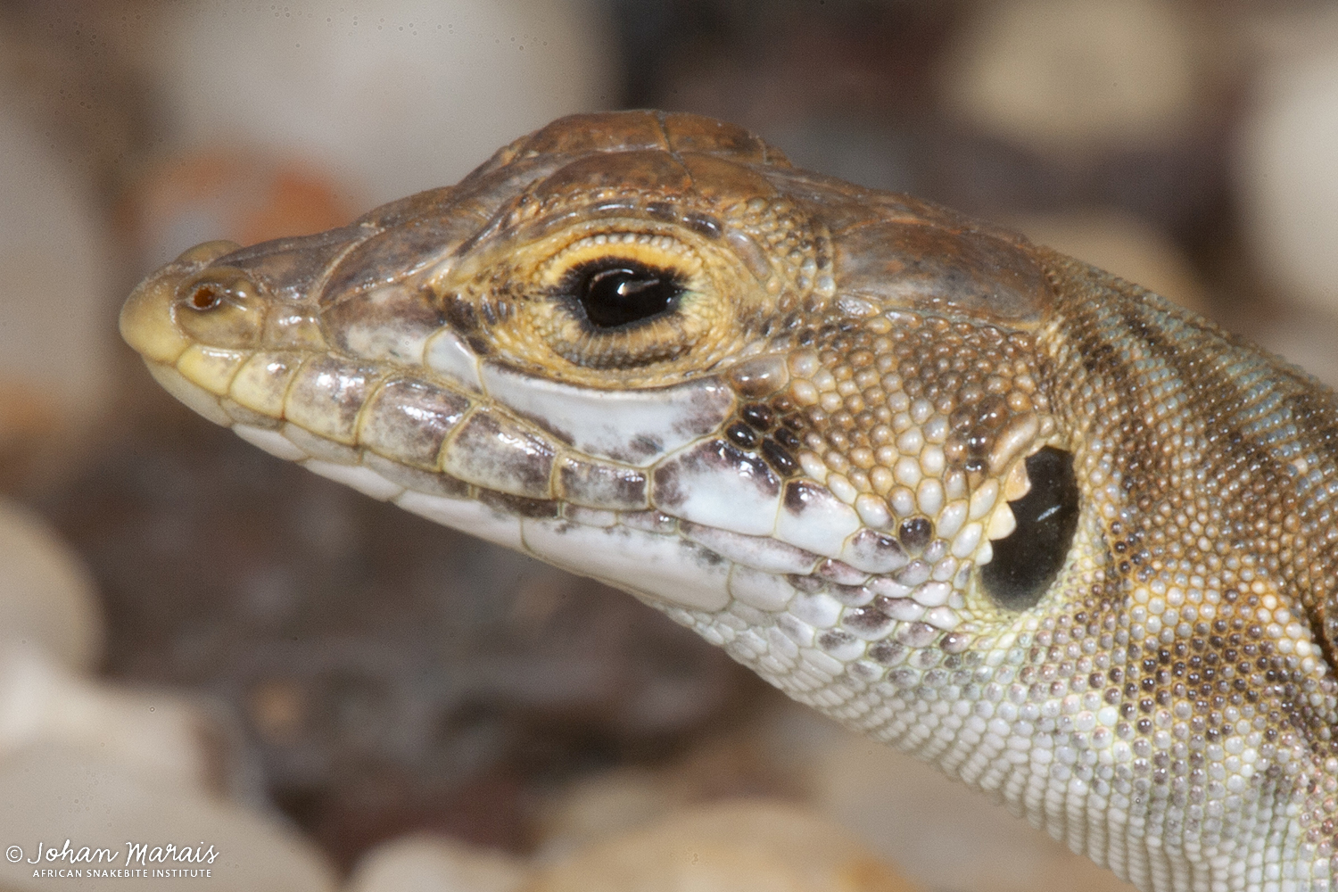Spotted Desert Lizard (Meroles suborbitalis) - Johan Marais