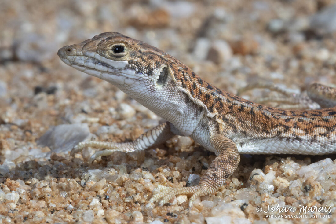 Spotted Desert Lizard (Meroles suborbitalis) - Johan Marais