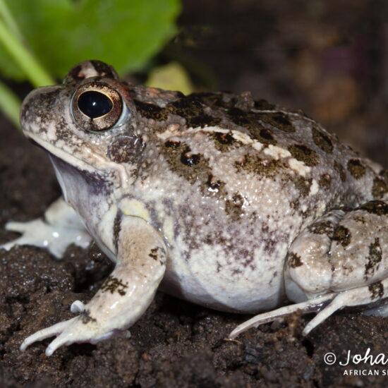 Frog Species - Johan Marais