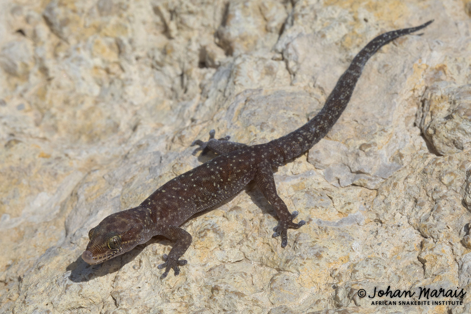 Velvety Gecko (Pachydactylus bicolor) - Johan Marais