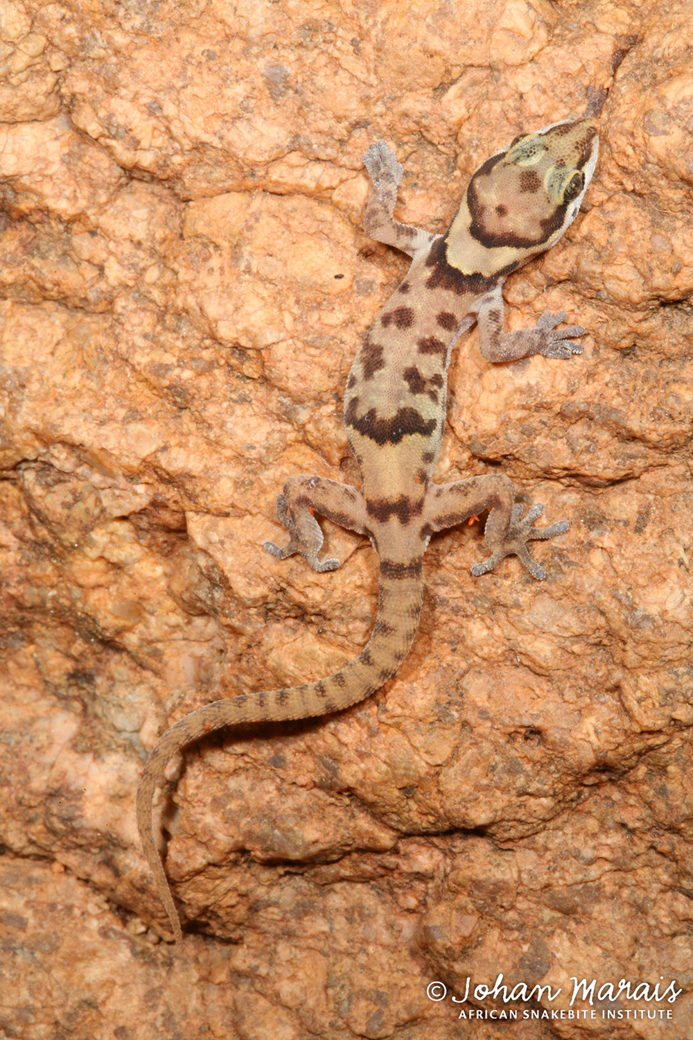 Velvety Gecko (Pachydactylus bicolor) - Johan Marais