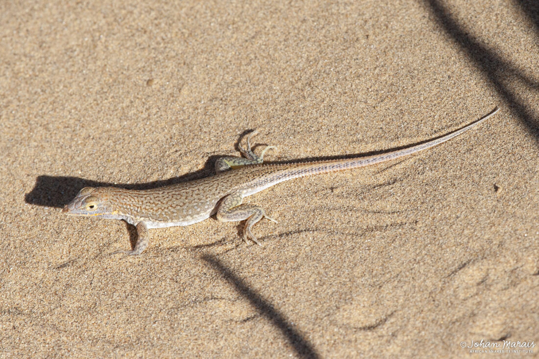 Wedge-snouted Desert Lizard (Meroles cuneirostris) - Johan Marais
