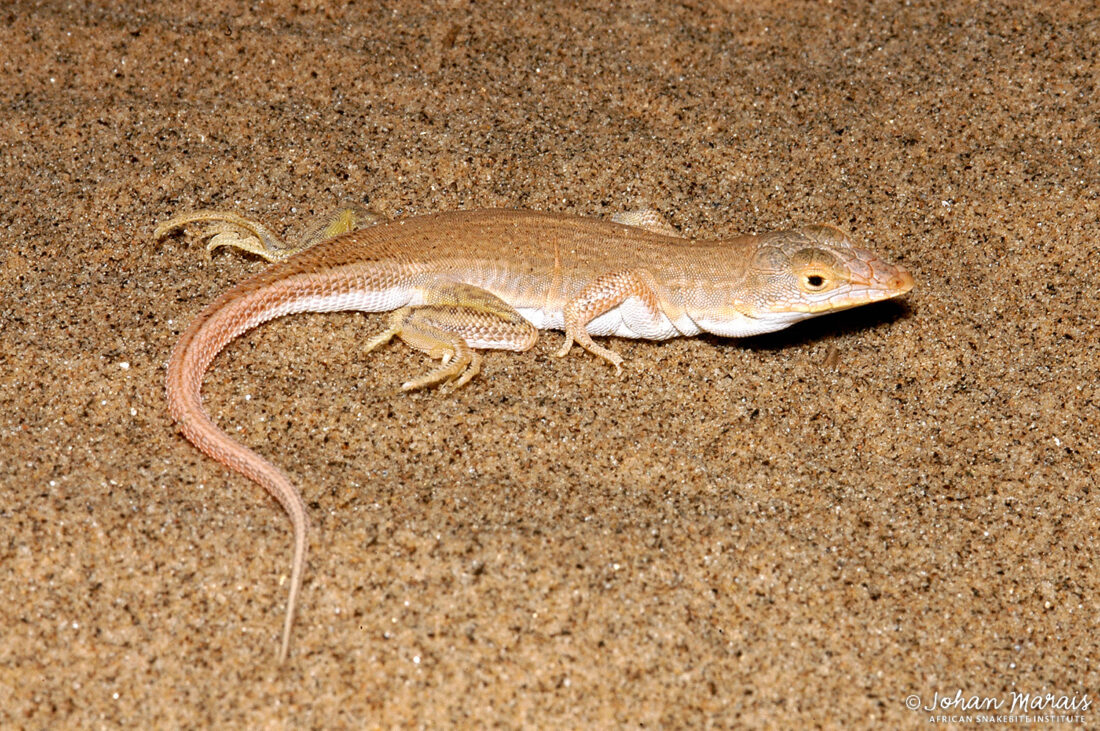 Wedge-snouted Desert Lizard (Meroles cuneirostris) - Johan Marais