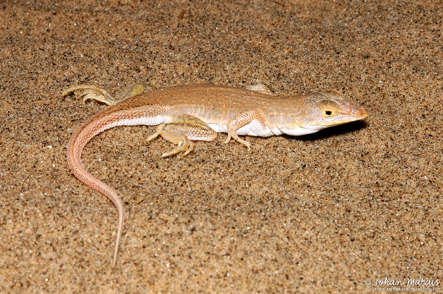 Wedge-snouted Desert Lizard (Meroles cuneirostris) - Johan Marais
