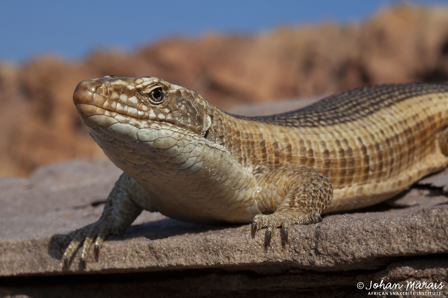 Western Giant Plated Lizard (Matobosaurus maltzahni) - Johan Marais