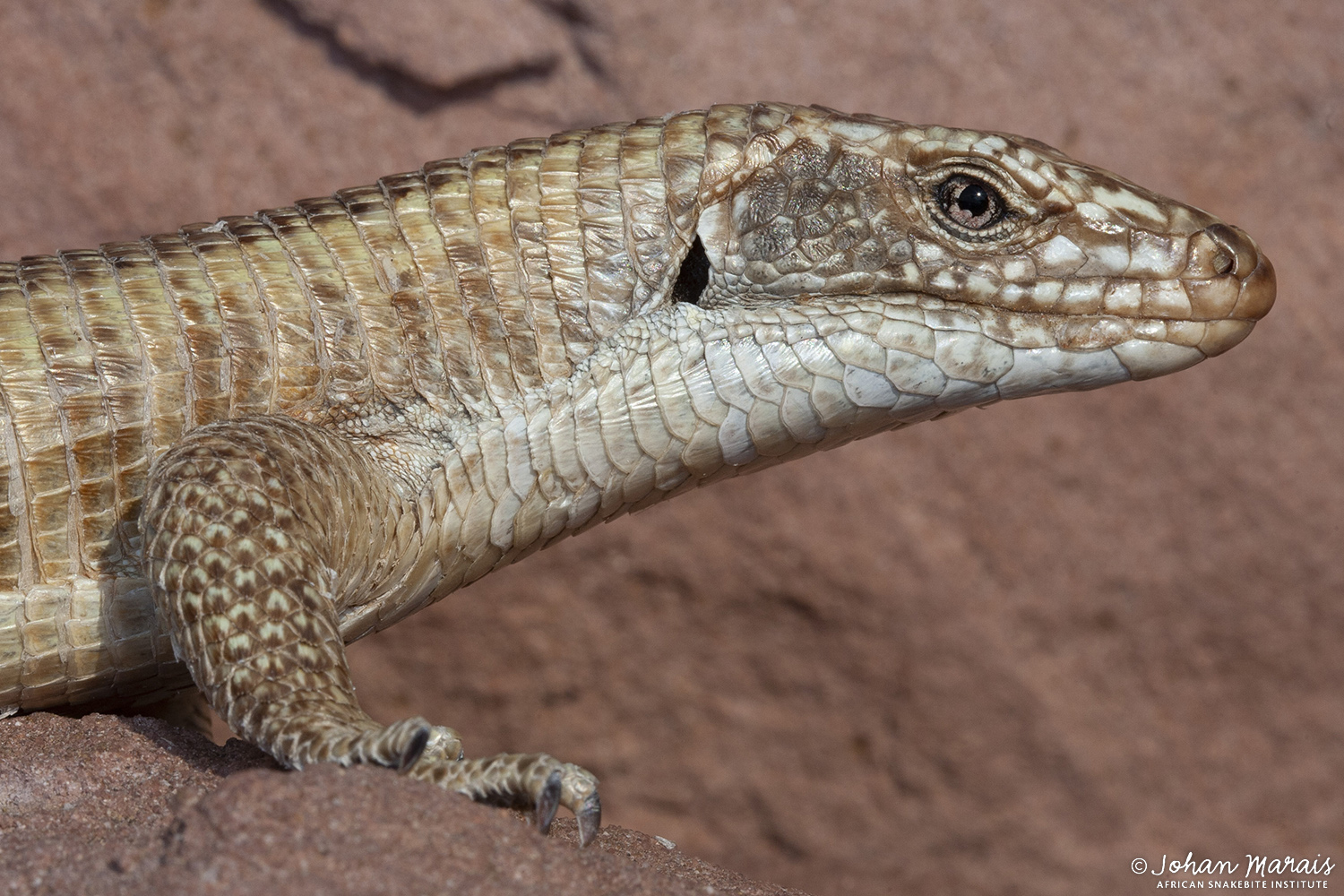 Western Giant Plated Lizard (Matobosaurus maltzahni) - Johan Marais