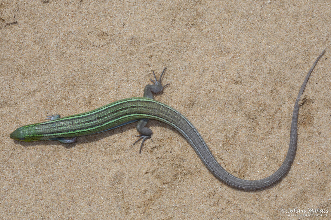 Lizard Species - Johan Marais