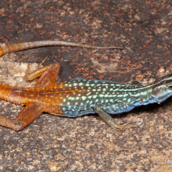 Lizard Species - Johan Marais
