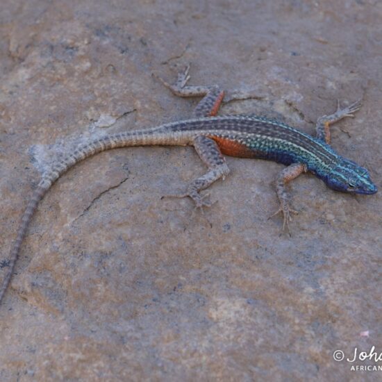 Lizard Species - Johan Marais