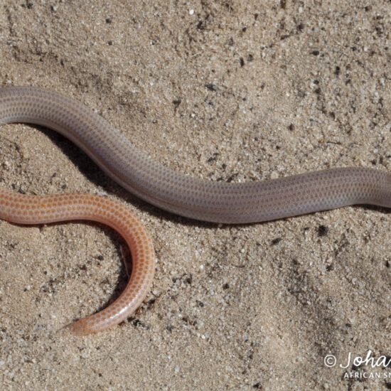 Lizard Species - Johan Marais