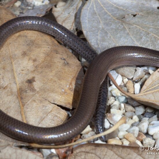 Lizard Species - Johan Marais