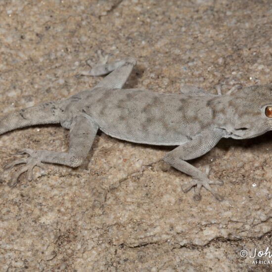 Gecko Species - Johan Marais