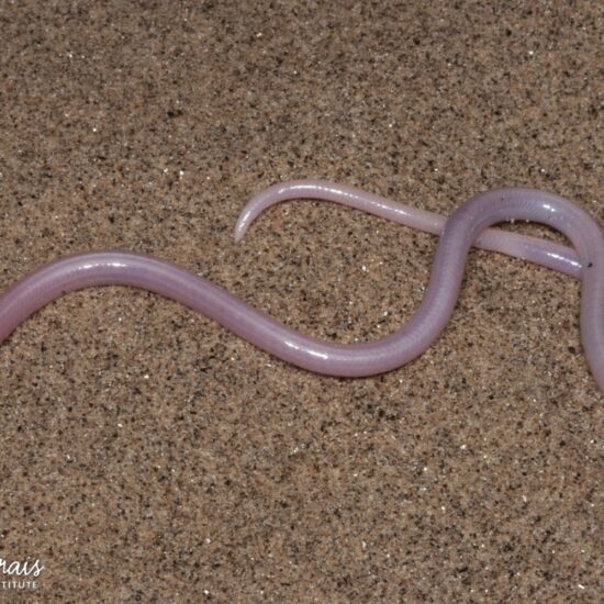 Lizard Species - Johan Marais