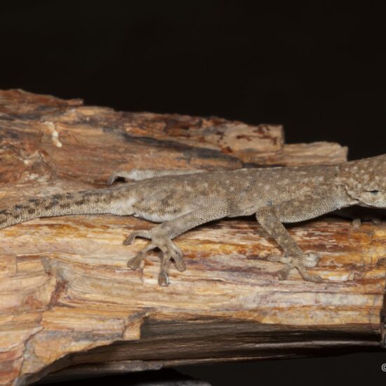 Gecko Species - Johan Marais