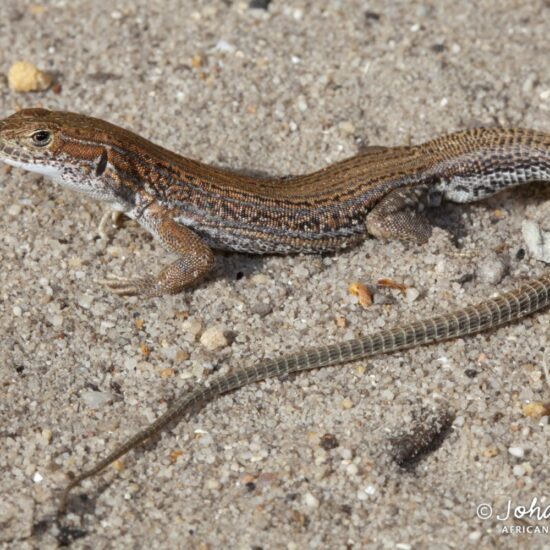 Lizard Species - Johan Marais