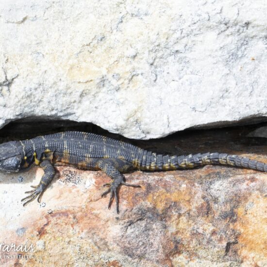Lizard Species - Johan Marais