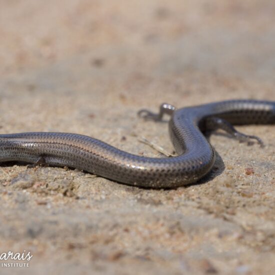 Lizard Species - Johan Marais
