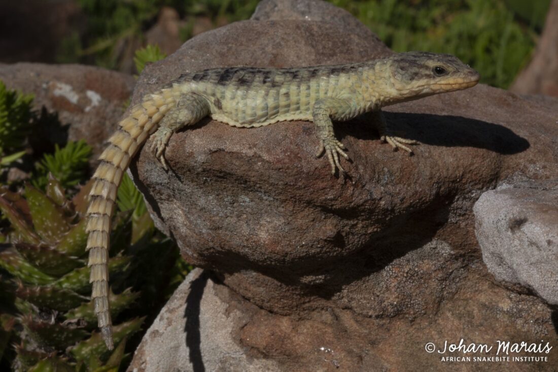 Cape Girdled Lizard (Cordylus cordylus) - Johan Marais
