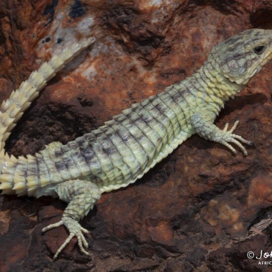Lizard Species - Johan Marais