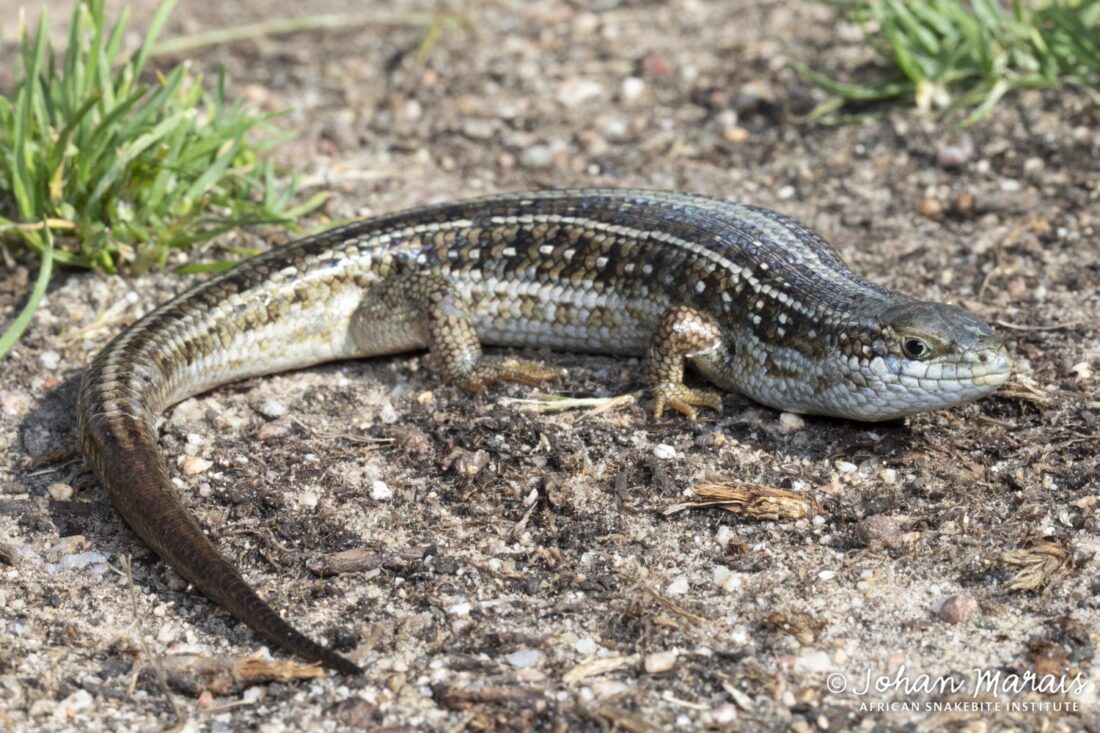 Cape Skink (Trachylepis capensis) - Johan Marais