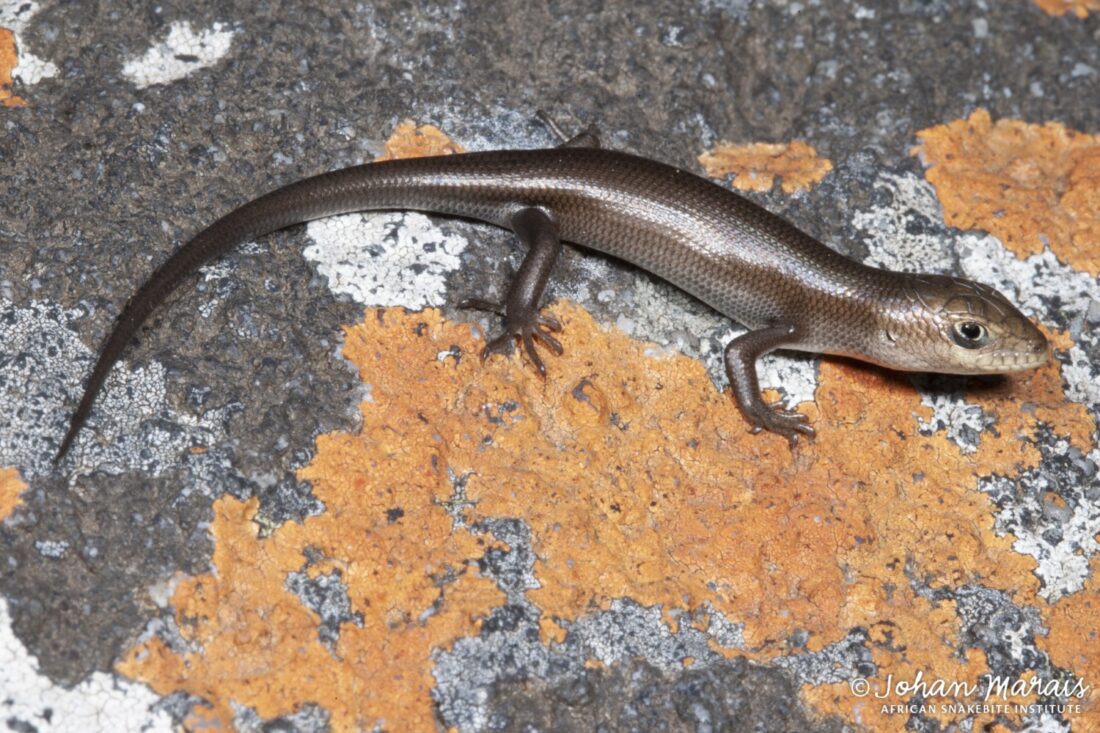 Cape Skink (Trachylepis capensis) - Johan Marais