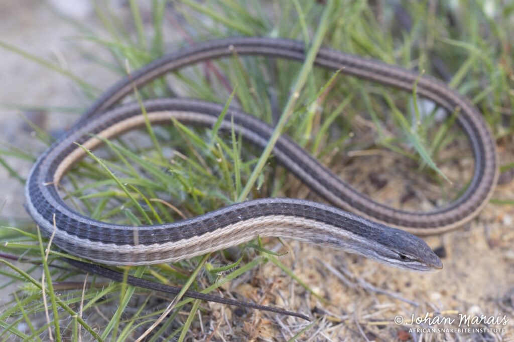Cape Snake Lizard (Chamaesaura anguina anguina) - Johan Marais