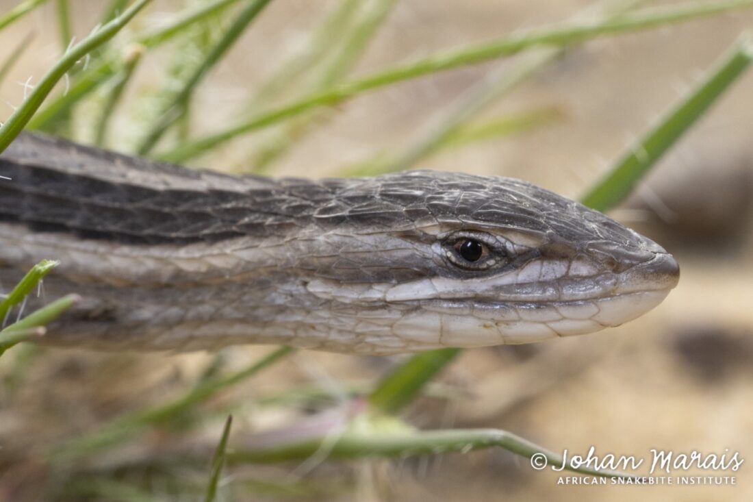 Cape Snake Lizard (Chamaesaura anguina anguina) - Johan Marais