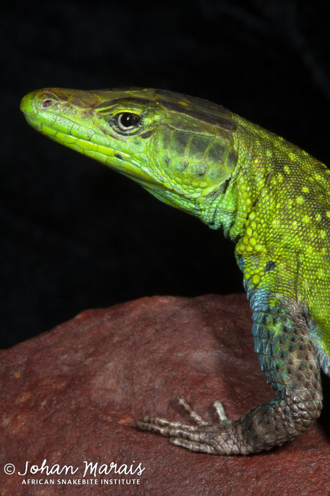 Common Flat Lizard (Platysaurus intermedius intermedius) - Johan Marais