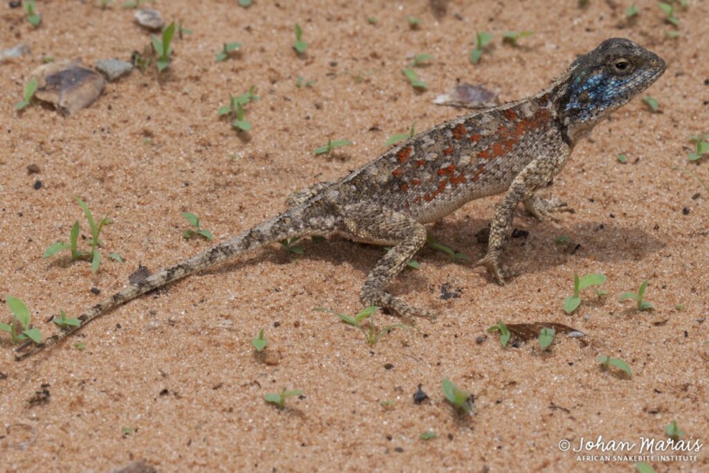 Common Ground Agama (Agama aculeata aculeata) - Johan Marais