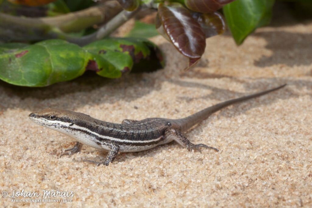 Common Variable Skink (Trachylepis varia) - Johan Marais