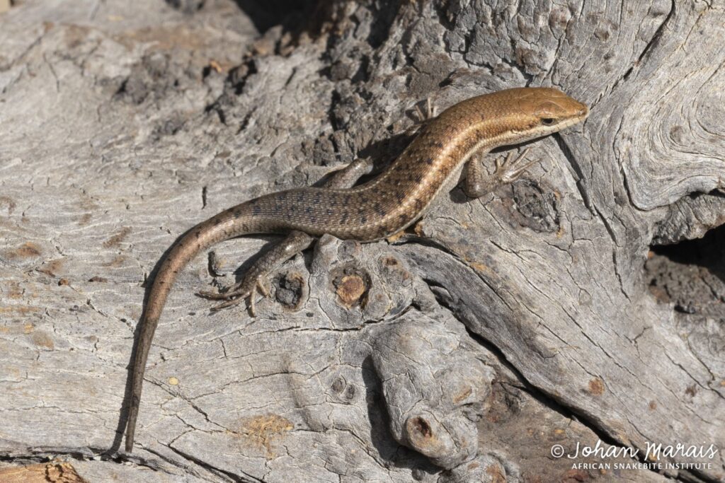 Common Variable Skink (Trachylepis varia) - Johan Marais