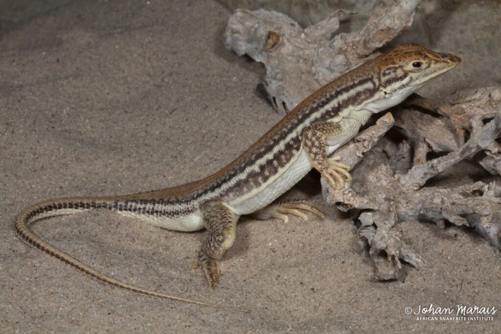 Giant Desert Lizard (Meroles ctenodactylus) - Johan Marais