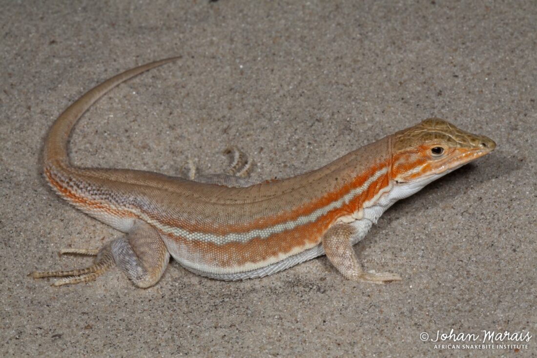 Giant Desert Lizard (Meroles ctenodactylus) - Johan Marais