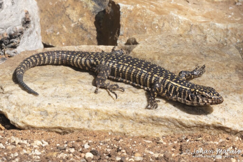 Common Giant Plated Lizard (Matobosaurus validus) - Johan Marais
