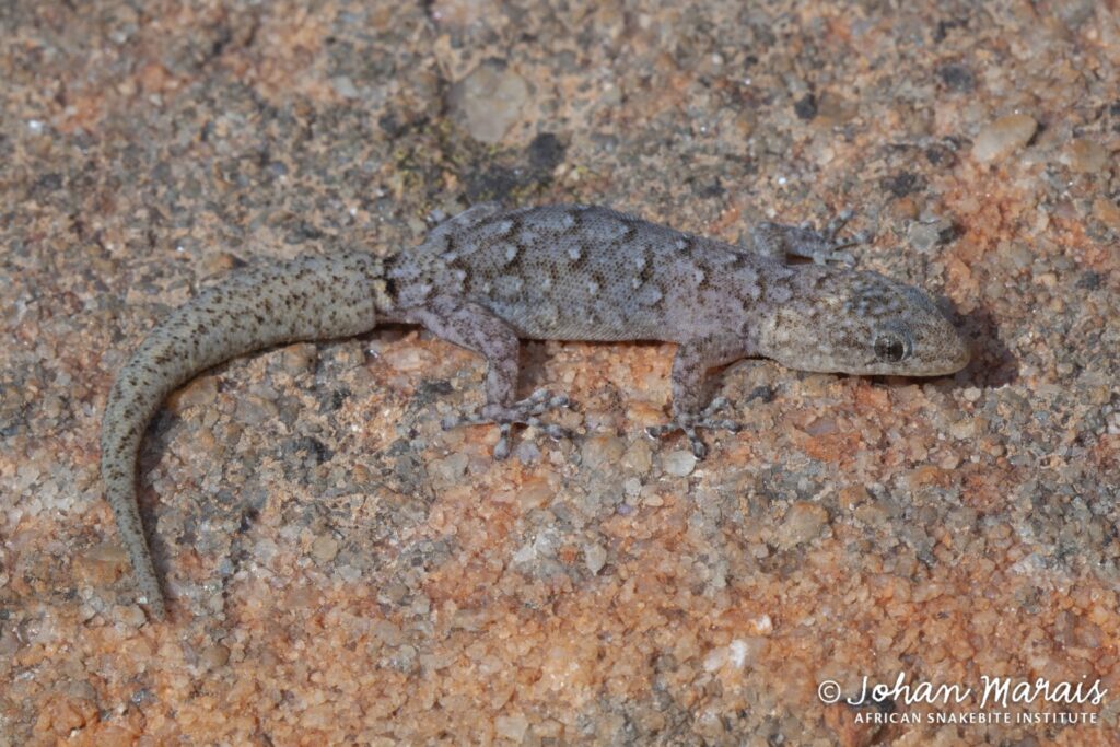 Kliprand Pygmy Gecko (Goggia matzikamaensis) - Johan Marais