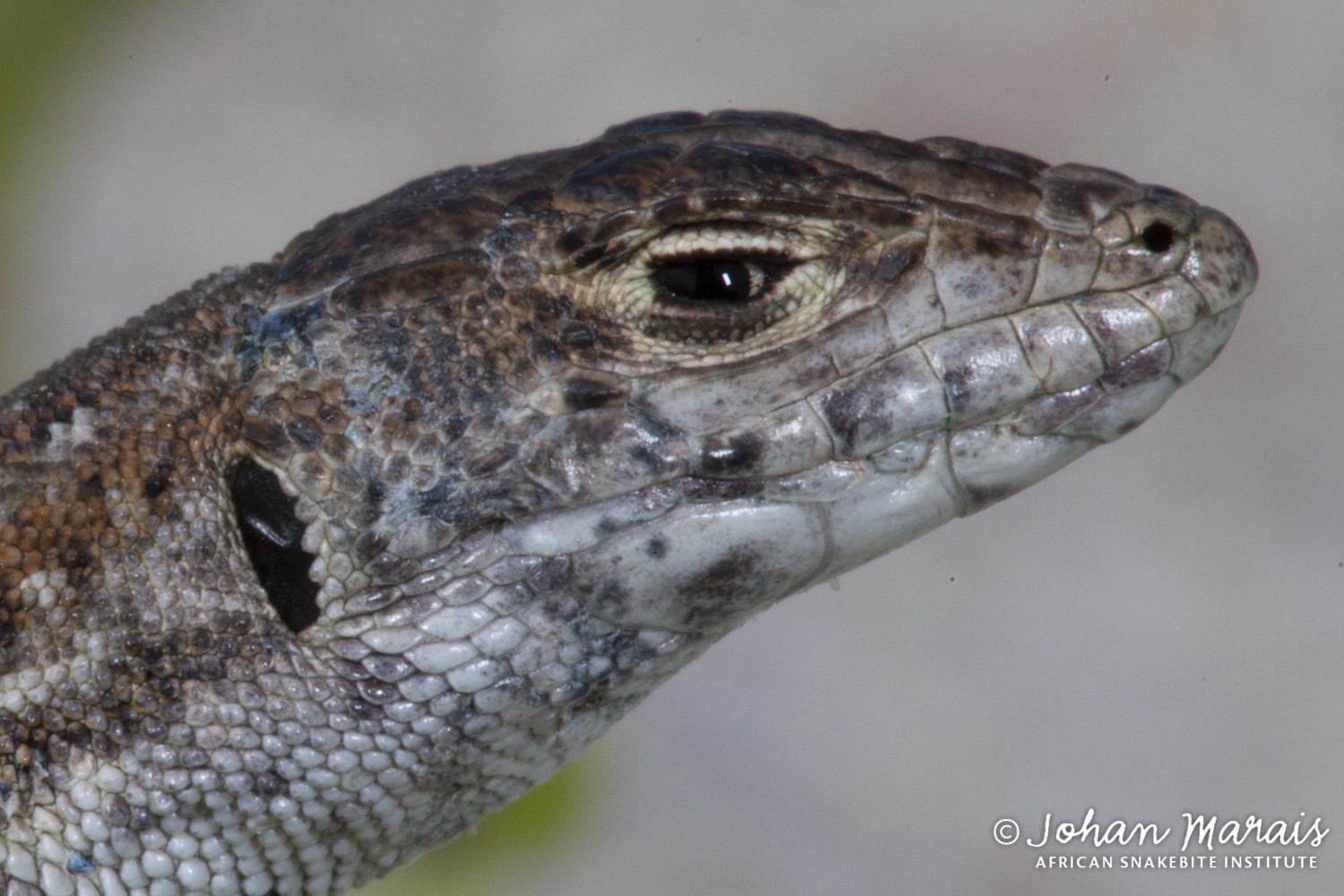 Knox's Desert Lizard (Meroles knoxii) - Johan Marais